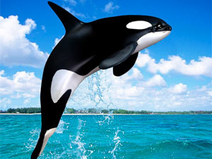 Whale games online, play whale pc game free